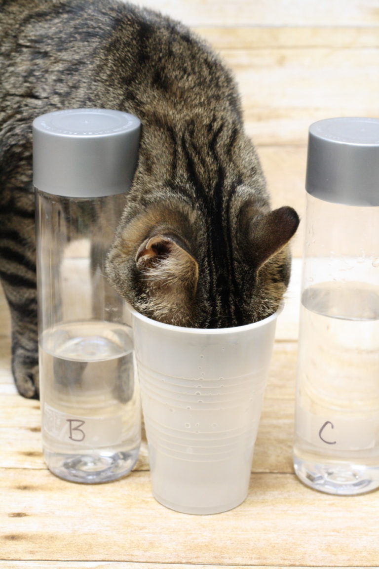 3 Easy Steps to Setting Up a Science Experiment for Kids → Royal Baloo