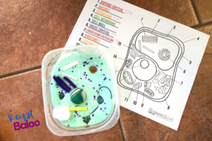 Learn All About Cells with Slime → Royal Baloo