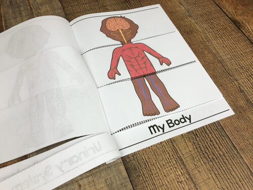 Human Body Systems Flipbook Royal Baloo Human Body Systems Flipbook Royal Baloo