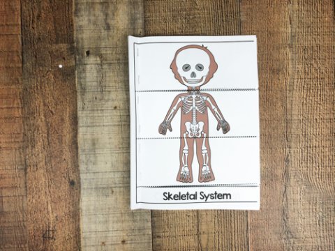 Human Body Systems Flipbook → Royal Baloo