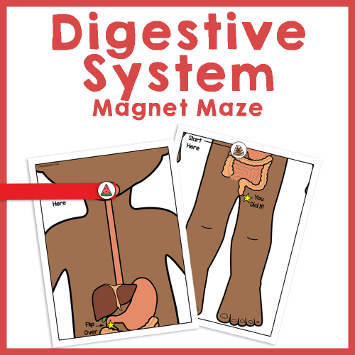 Digestive System Maze → Royal Baloo