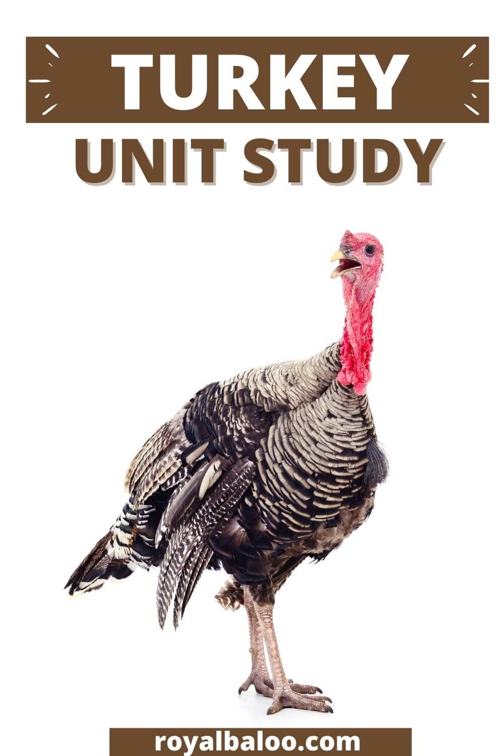 Turkey Unit Study – Everything You Need → Royal Baloo