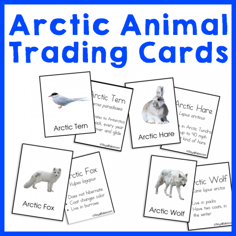 Arctic Animals Trading Cards → Royal Baloo